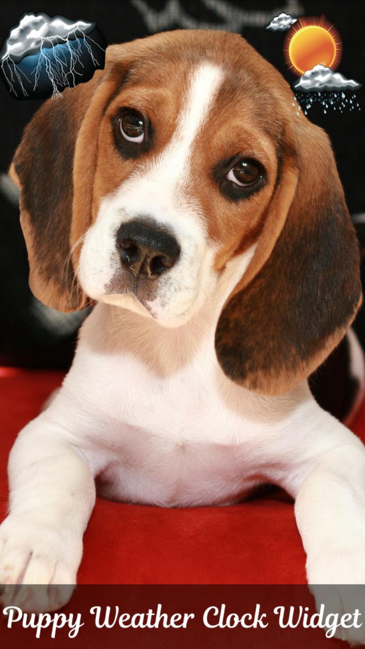 Puppy Weather Clock Widget APK para Android Descargar | cnd8.com